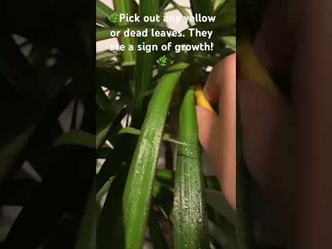 🪴How to look after Dracaena Marginata!🪴 #dracaena #houseplant
