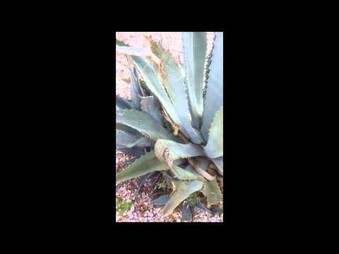 Texas Yellow Bellied Racer Snake