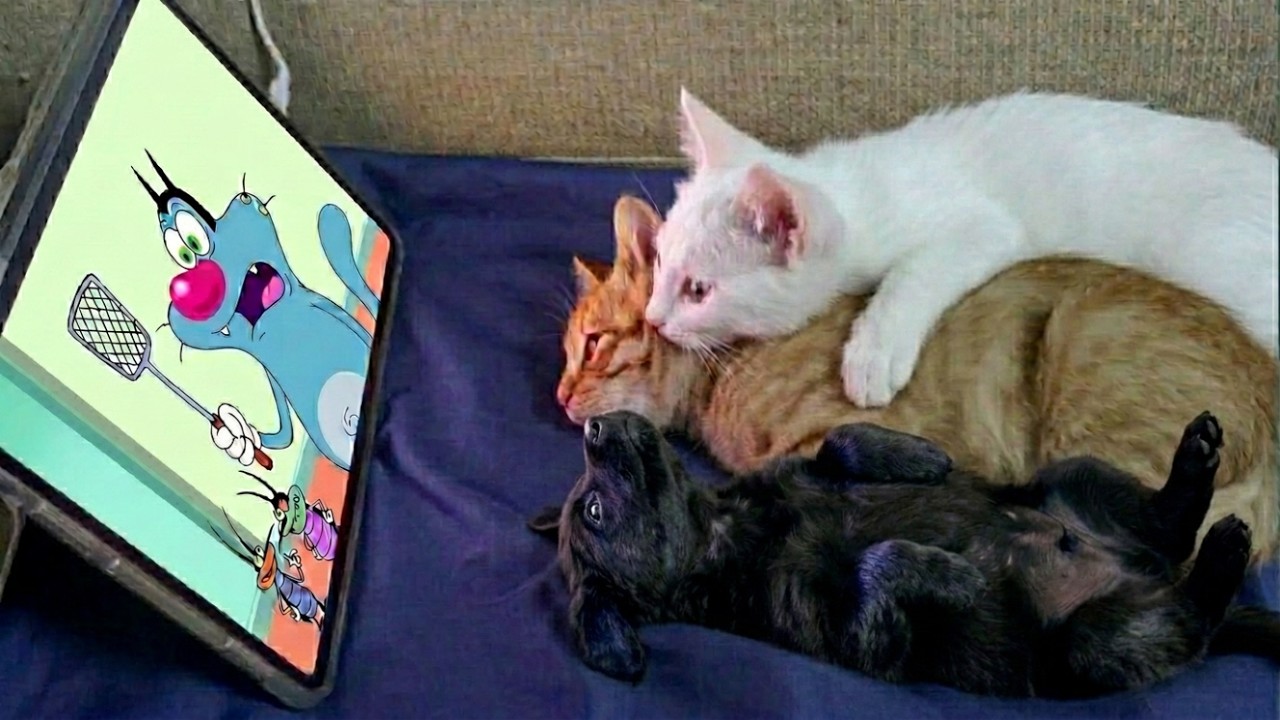 This Cat Is Watching Cartoons Like a Human 😂 And Hugging a Dog Too | Funniest Pets