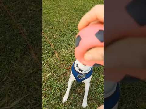 Rattie Games: MINE! That's Mine, It's Mine, All Mine! Rat Terrier Playing Fetch