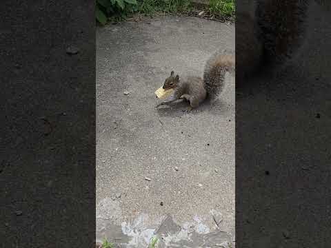 Rice Krispie for a squirrel ? 🐿️