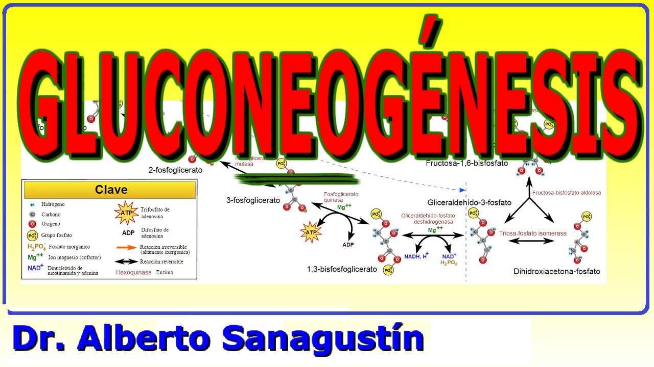 Gluconeogénesis paso a paso