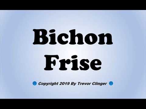 How To Pronounce Bichon Frise