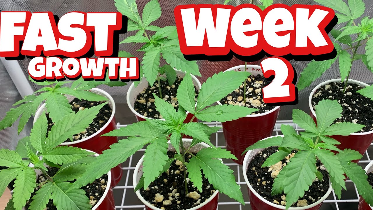 WEEK 2 SEEDLING GROWING SUPER FAST