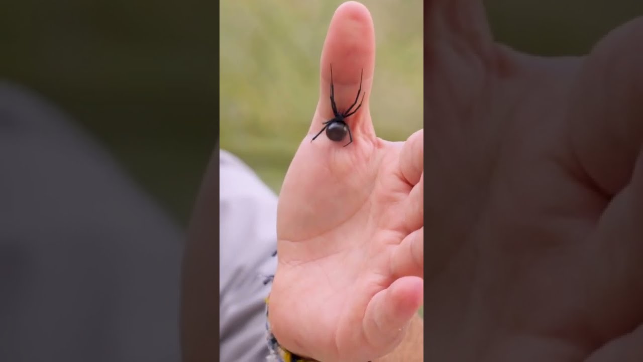 Never handle a black widow!