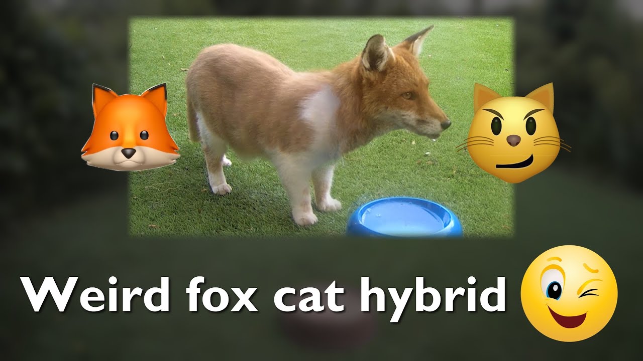 Weird fox cat hybrid