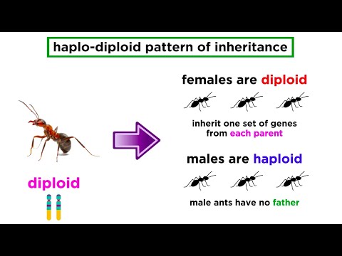 Mechanisms of Natural Selection: Altruism and Kin Selection