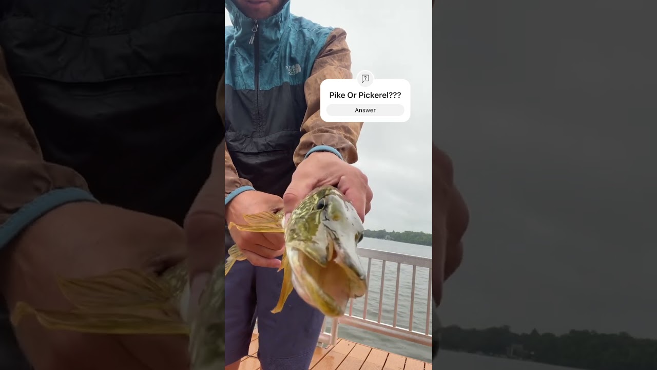 The Same Northern Pike/Pickerel With A Ripped Mouth A Week Later. Name The Species.