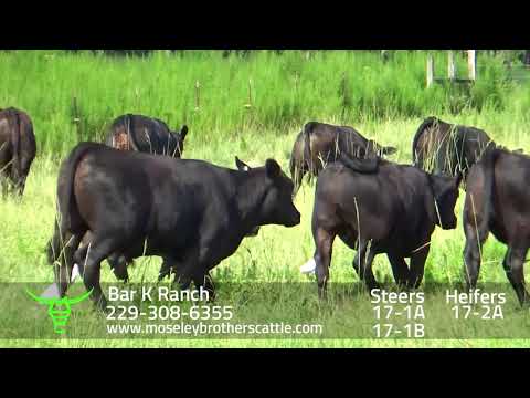 BAR K RANCH: ALABAMA SAFE Sale 8/9/18 - Moseley Brothers Cattle HD