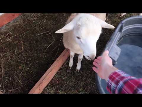 'Humane' Sheep Slaughter Demonstration Proves the Lie of 'Humane' Slaughter