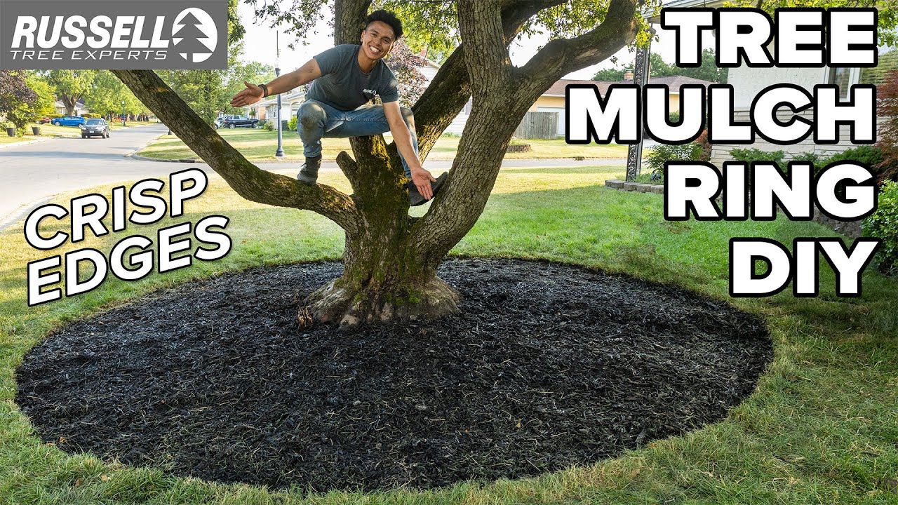 How to Mulch a Tree Ring with CRISP Edges!