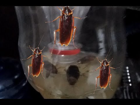 Cockroach Trap at Best Price in India