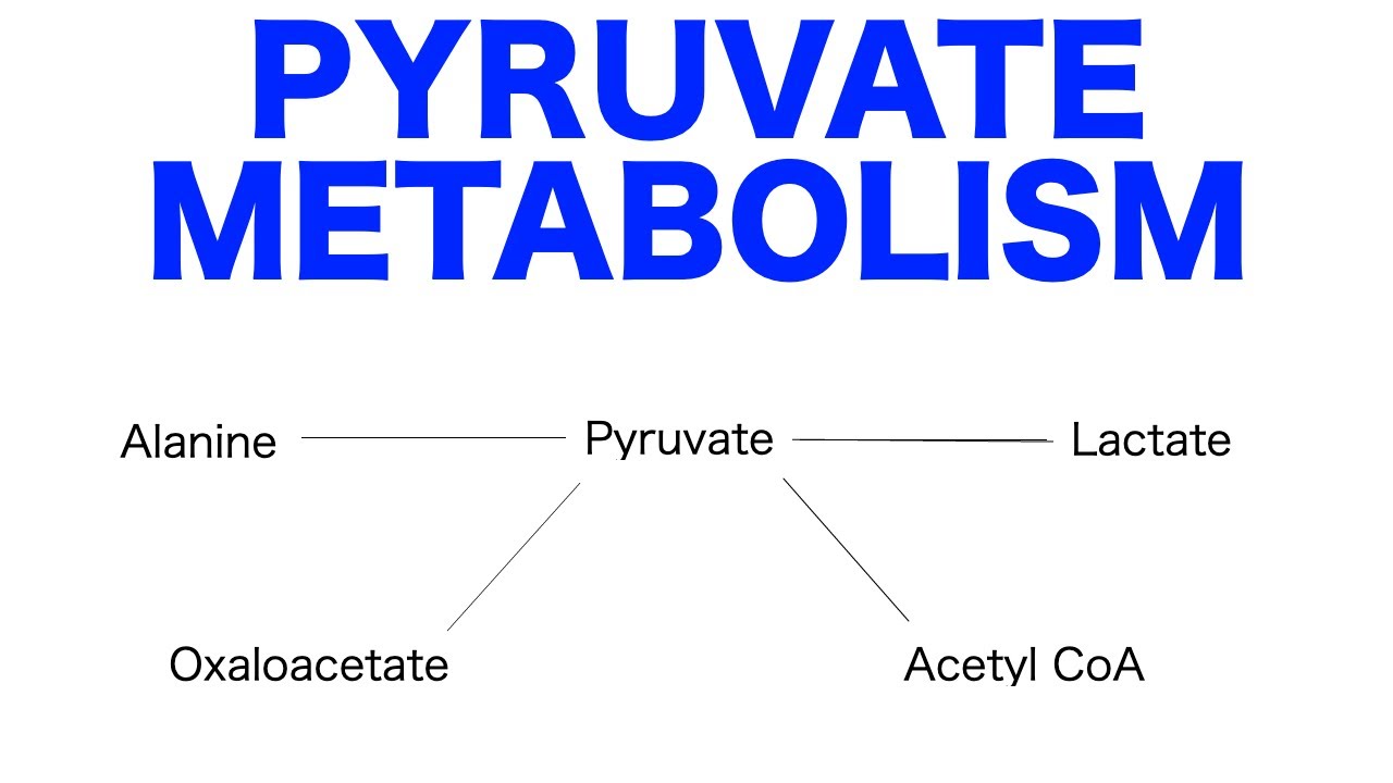 Understanding Pyruvate Pathways and Metabolism | Galaxy.ai