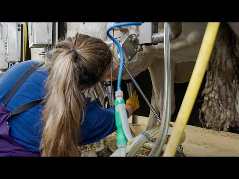 Avian Influenza: What We Know and What We’re Finding With HPAI in Dairy Cattle.