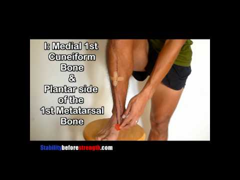 Tibialis Anterior Muscle Anatomy of the Lower Leg 1/12 Anterior Tibialis Muscle Anatomy