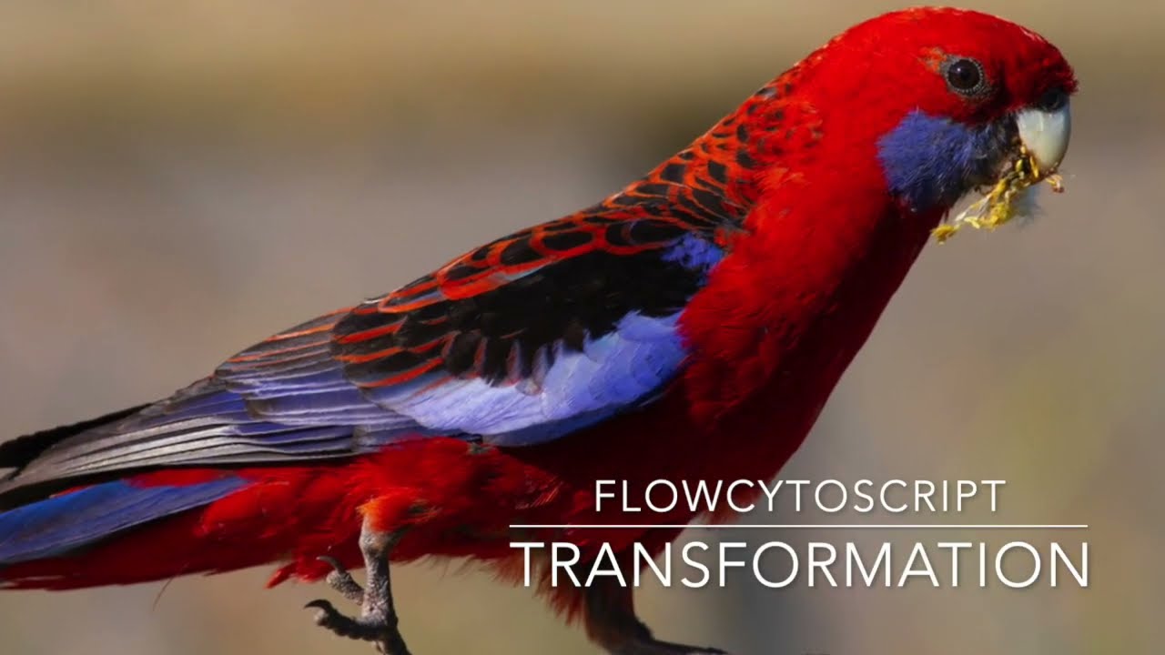 04 flowcytoscript data transformation