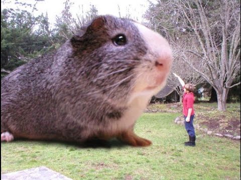 25 Misleading Photos That Will Make You Look Twice