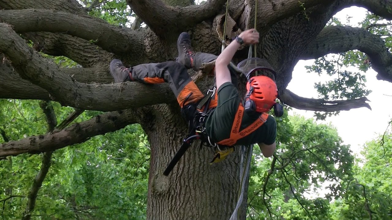 Being an arborist apprentice at Epping Forest