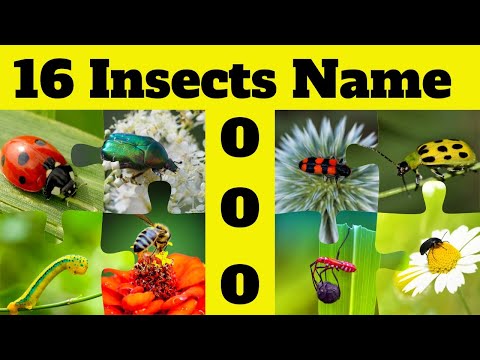 Insects and Bugs Vocabulary ππ| 16 Insect Names Start with Letter O | Fun & Education with Insects