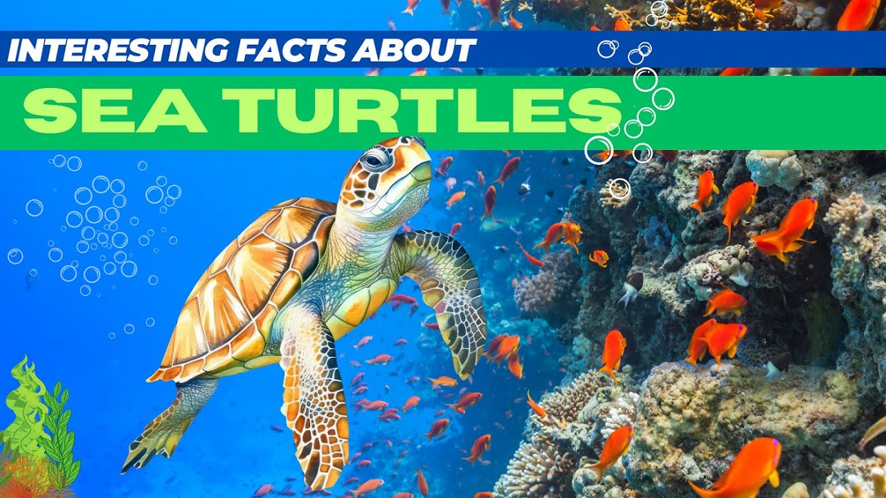Top Facts About Sea Turtles | Turtles Facts for Kids |  Turtles Facts