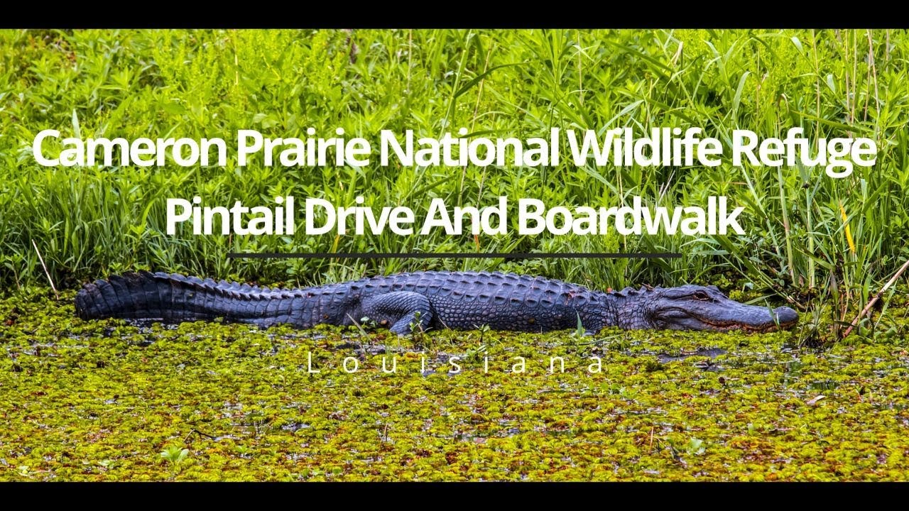 Cameron Prairie National Wildlife Refuge Pintail Drive and Boardwalk
