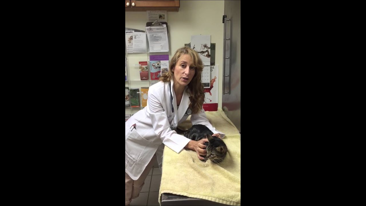 Rectal Prolapse Feline