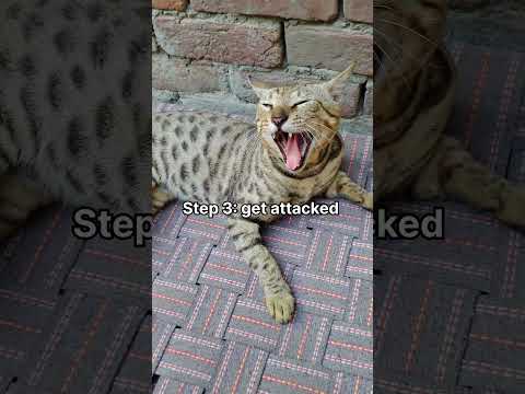 How to pet a stray Cat ? #cat #pets