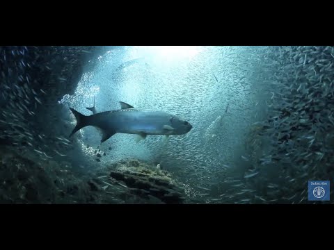 Common Oceans – the Areas Beyond National Jurisdictions (ABNJ)