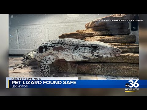 Pet lizard found safe