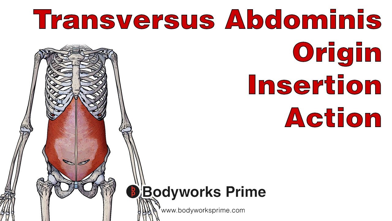 Transversus Abdominis Anatomy: Origin, Insertion & Action