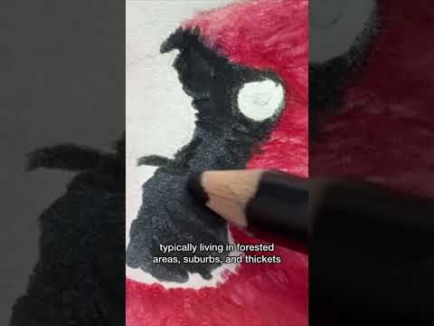 Basic Overview of the Northern Cardinal with Art!
