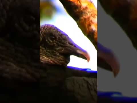 BUZZARD "VULTURE GENUS: Big Scavenger bird's".