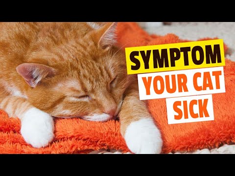 ๐ฟHow to KNOW if YOUR CAT is SICK: (Symptoms)