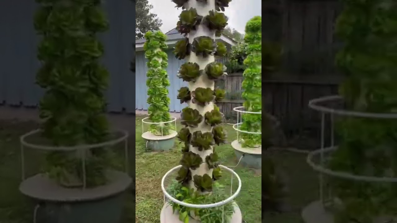 Ghost Grow 843 is the perfect EXAMPLE of a BACKYARD VERTICAL FARM 👏 #towergarden #aeroponics