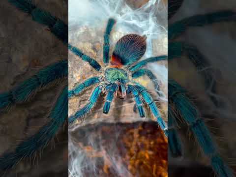 THE WORLDS BEST LOOKING TARANTULA!!! 🤯😱😍