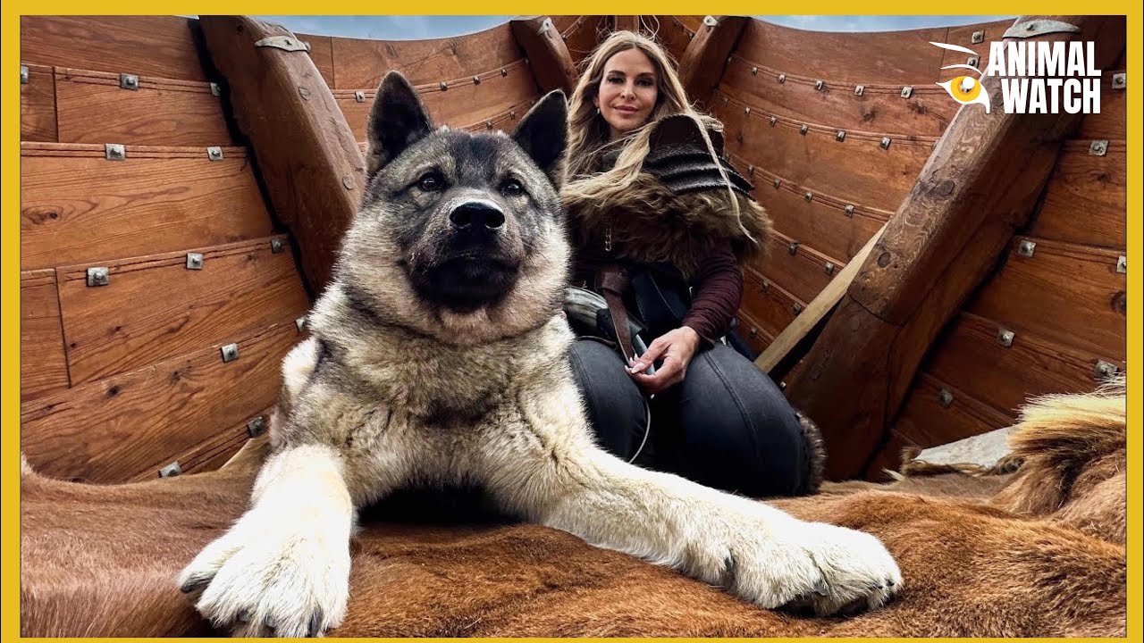THE NORWEGIAN ELKHOUND - Powerful Hunting Dog of NORWAY