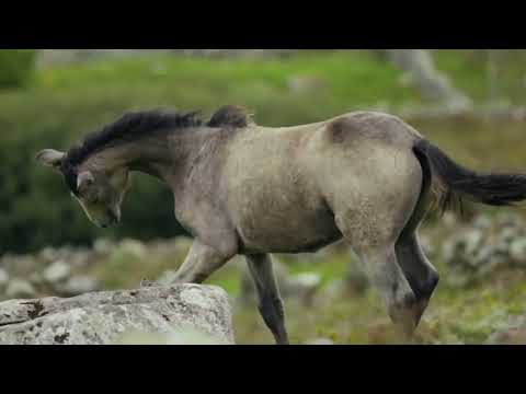 Spirit of the Horse || Spirit Animal Messages