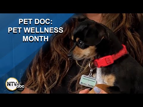 Pet Doc: Pet Wellness Month