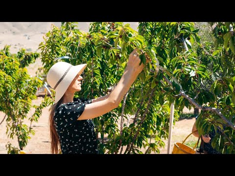 Picking cherries and making easy and healthy cherry desserts perfect for summer.