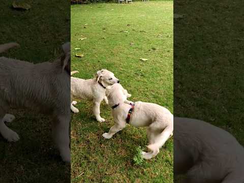 playtime with my clone 😀#trending #viral #youtube #dog #shortsfeed #shorts #short #petlife #petplay