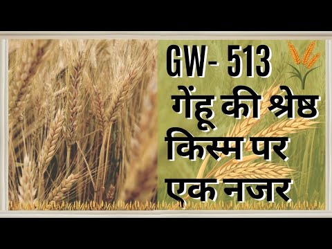 Wheat Seeds - Wholesale Price & Mandi Rate for Wheat Grass Seeds