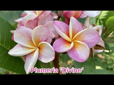 🔴Plumeria 'Divine' ~ Frangipani **Please Visit channel to watch all 45 Types of Plumeria