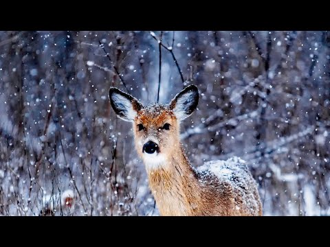 Joan Baez - Cantique de Noël (Lyrics)  [HD]