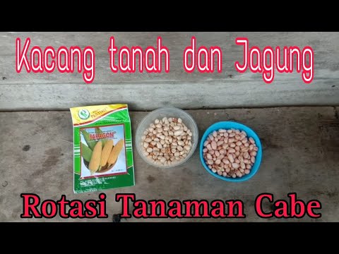 Rotasi tanaman cabe @ragamtanaman6282