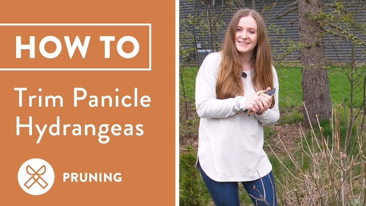 Pruning Panicle Hydrangeas | 3 Easy Steps