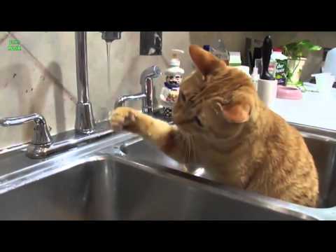 Funny Cats Love Water Compilation 2013