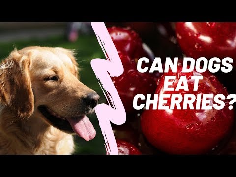 Can Dogs Eat Cherries? 🐶