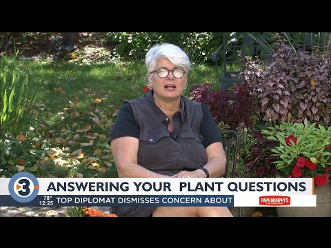 WATCH: Lisa Briggs answers your plant and gardening questions