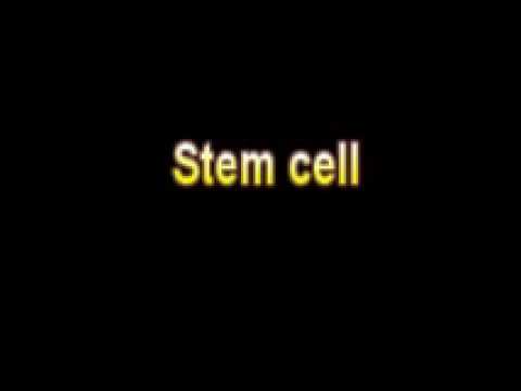 What Is The Definition Of Stem cell Medical School Terminology Dictionary