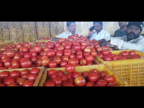 Fresh Vegetables - Wholesale Price & Mandi Rate for Fresh Vegetables